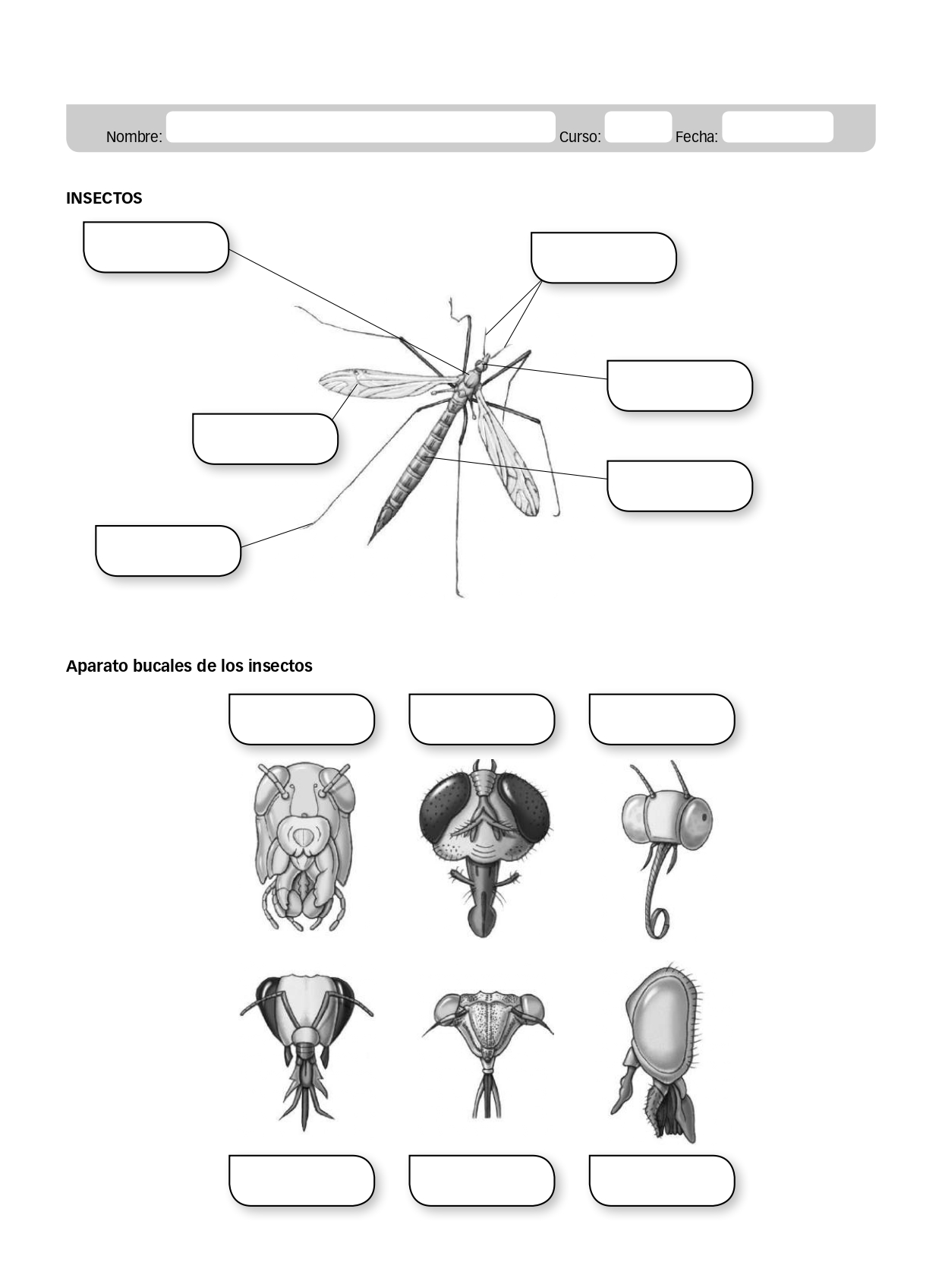 MAPA MUDO INSECTOS_page-0001